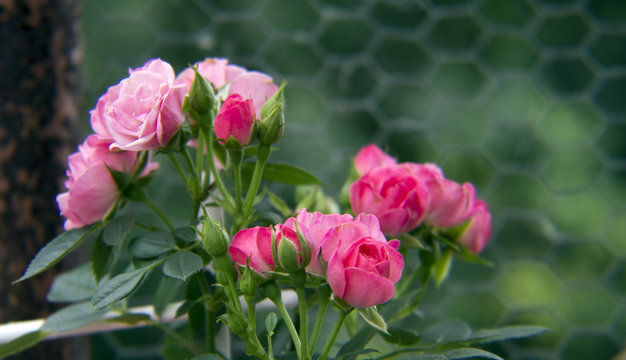 รูปภาพFlowre – เลือกดูภาพถ่ายสต็อก เวกเตอร์ และวิดีโอ133 | Adobe Stock