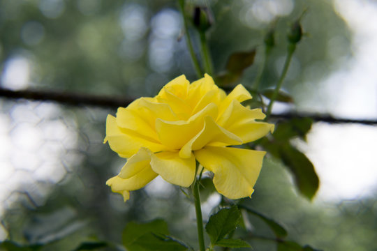 รูปภาพFlowre – เลือกดูภาพถ่ายสต็อก เวกเตอร์ และวิดีโอ133 | Adobe Stock