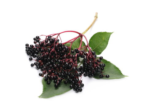 Holunderbeere Bilder – Durchsuchen 29,931 Archivfotos, Vektorgrafiken ...