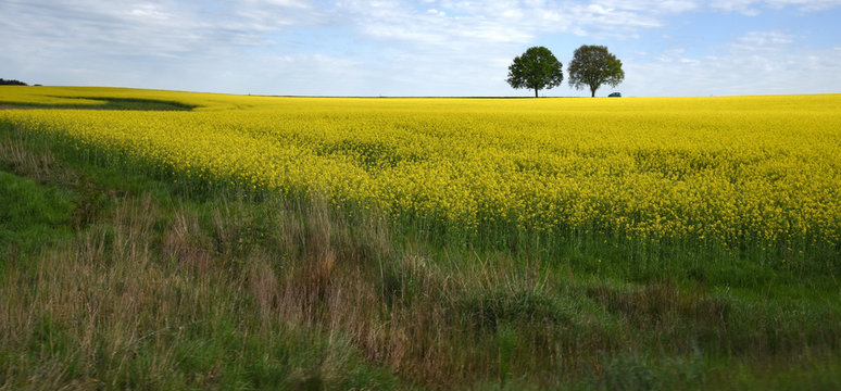 「Rapssaat」の画像 - 87 件の Stock 写真、ベクターおよびビデオ | Adobe Stock