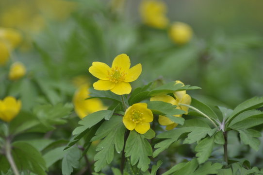 Flouer Images – Browse 13 Stock Photos, Vectors, and Video | Adobe Stock