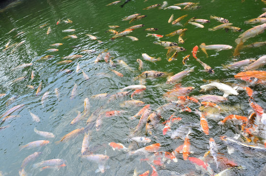 Karpie Images – Browse 37 Stock Photos, Vectors, and Video | Adobe Stock