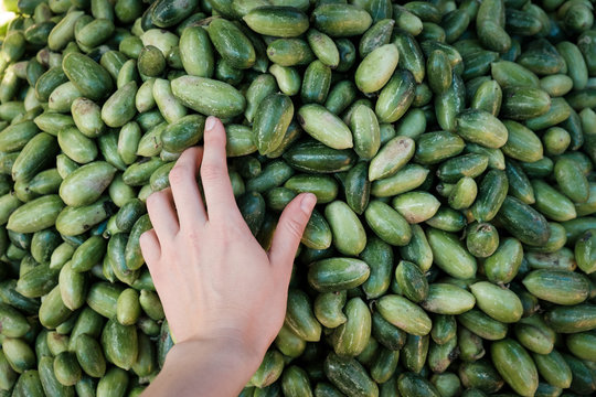 Vellarikka Imagens – Procure 43 fotos, vetores e vídeos | Adobe Stock