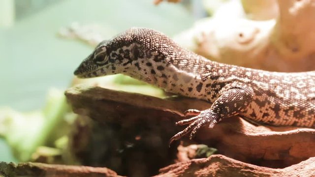 Nectarivore bilder – Bläddra bland 229 stockfoton, vektorer och videor | Adobe Stock