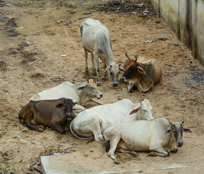 55 BEST Gaushala IMAGES, STOCK PHOTOS & VECTORS | Adobe Stock