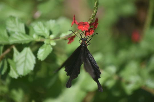 Red-Bodied-Swallowtail Images – Browse 9 Stock Photos, Vectors, and ...