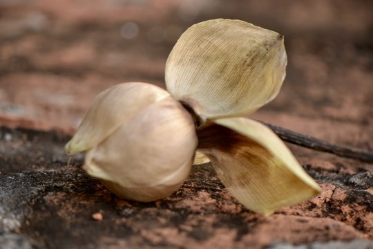 Offrande 이미지 – 찾아보기 1,773 스톡 사진, 벡터 및 비디오 | Adobe Stock
