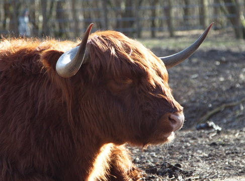 Harig 이미지 – 찾아보기 41 스톡 사진, 벡터 및 비디오 | Adobe Stock