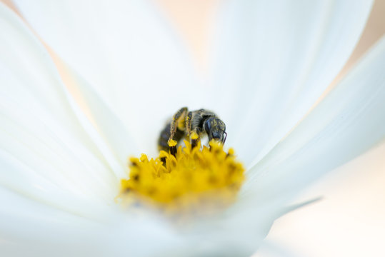 Butiner Images – Parcourir 5,699 le catalogue de photos, vecteurs et ...