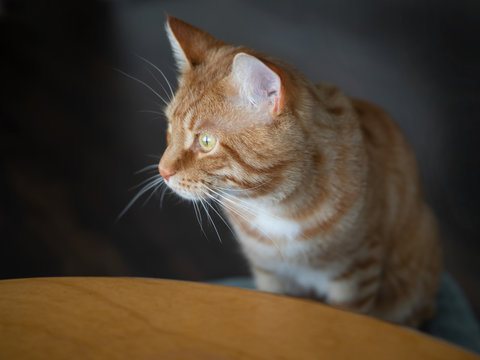 รูปภาพMei-Kun – เลือกดูภาพถ่ายสต็อก เวกเตอร์ และวิดีโอ74 | Adobe Stock