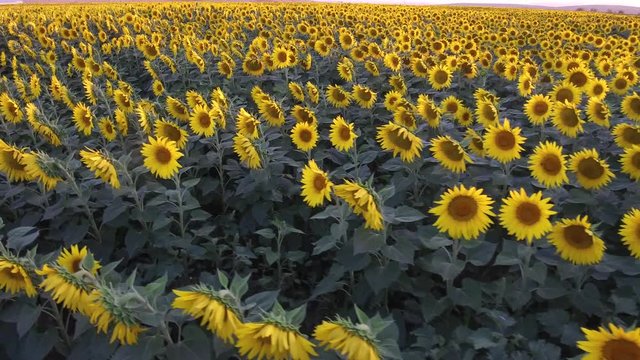 Plantasyon bilder – Bläddra bland 68 stockfoton, vektorer och videor ...