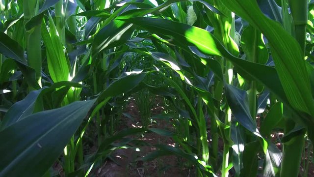 Plantasyon bilder – Bläddra bland 68 stockfoton, vektorer och videor ...