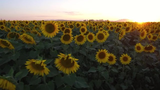Plantasyon bilder – Bläddra bland 68 stockfoton, vektorer och videor ...