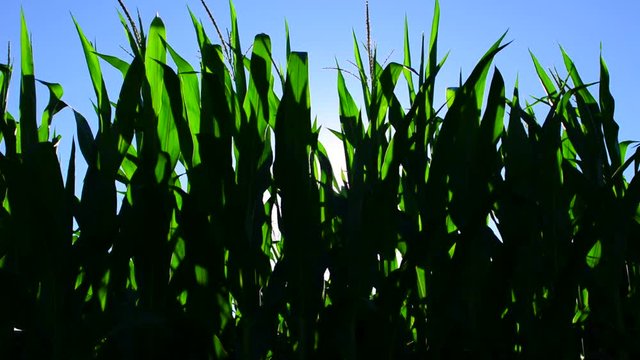 Plantasyon Bilder – Durchsuchen 68 Archivfotos, Vektorgrafiken und ...