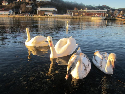 Svans Bilder – Durchsuchen 349 Archivfotos, Vektorgrafiken und Videos ...