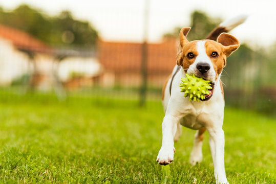 Free Dog Images – Browse 14,393 Free Stock Photos, Vectors, and Video ...