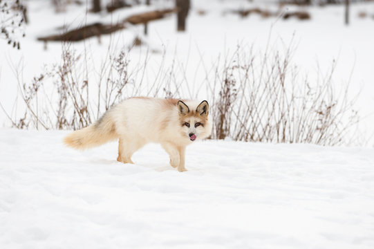 Sunglow Fox