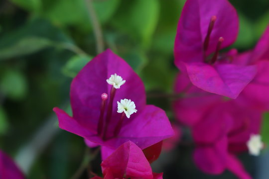 Boug Images – Browse 61 Stock Photos, Vectors, and Video | Adobe Stock