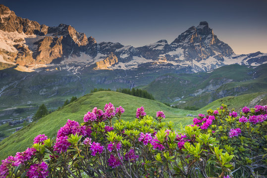 Alpine Flowers"」の写真素材 | 1,330件の無料イラスト画像 | Adobe Stock