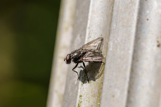 Igitt-Bilder: Stock-Fotos & -Videos. | Adobe Stock