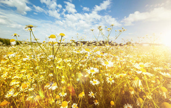 รูปภาพSommersonne – เลือกดูภาพถ่ายสต็อก เวกเตอร์ และวิดีโอ1,110 | Adobe ...