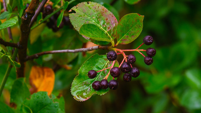 Berren-Bilder: Stock-Fotos & -Videos. | Adobe Stock
