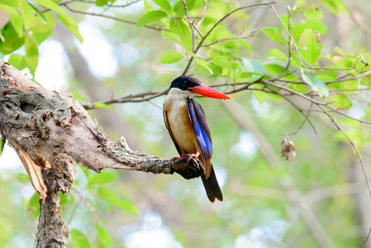 รูปภาพHalcyon – เลือกดูภาพถ่ายสต็อก เวกเตอร์ และวิดีโอ5,674 | Adobe Stock