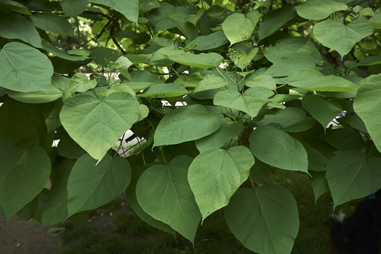 "Cigar Tree" Images – Browse 206 Stock Photos, Vectors, and Video ...