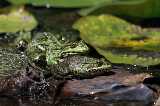 Froschlurch Images – Parcourir 2,010 le catalogue de photos, vecteurs et vidéos | Adobe Stock