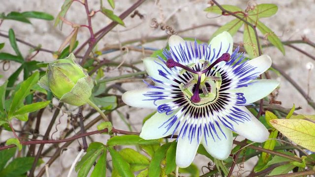 Corona Flower Images – Browse 23,996 Stock Photos, Vectors, and Video ...