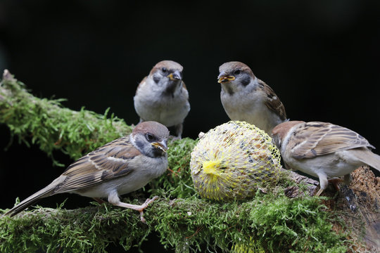 「Feldspatzen」の写真素材 | 41件の無料イラスト画像 | Adobe Stock