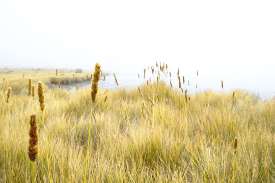 Imágenes de Pajonal: descubre bancos de fotos, ilustraciones, vectores ...