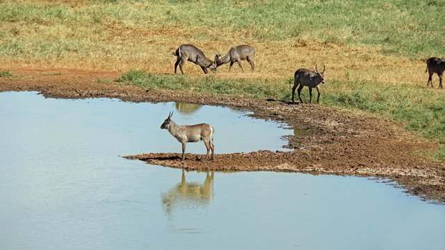 Manmal Images – Browse 35 Stock Photos, Vectors, and Video | Adobe Stock