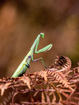 "Mantide Religiosa"-Bilder: Stock-Fotos & -Videos. | Adobe Stock