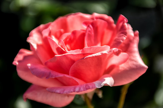 Capuyo Bilder – Durchsuchen 65 Archivfotos, Vektorgrafiken und Videos ...