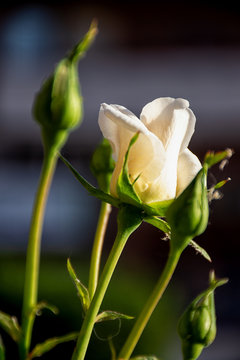 Imágenes de Capuyo: descubre bancos de fotos, ilustraciones, vectores y ...