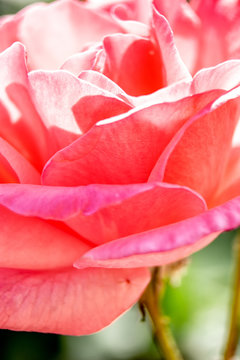 Capuyo Bilder – Durchsuchen 65 Archivfotos, Vektorgrafiken und Videos ...