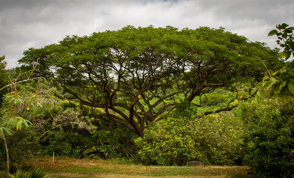 รูปภาพMonkeypod – เลือกดูภาพถ่ายสต็อก เวกเตอร์ และวิดีโอ4,993 | Adobe Stock