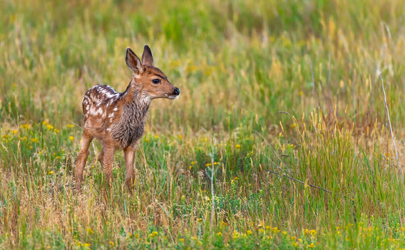 รูปภาพUnguate – เลือกดูภาพถ่ายสต็อก เวกเตอร์ และวิดีโอ133 | Adobe Stock