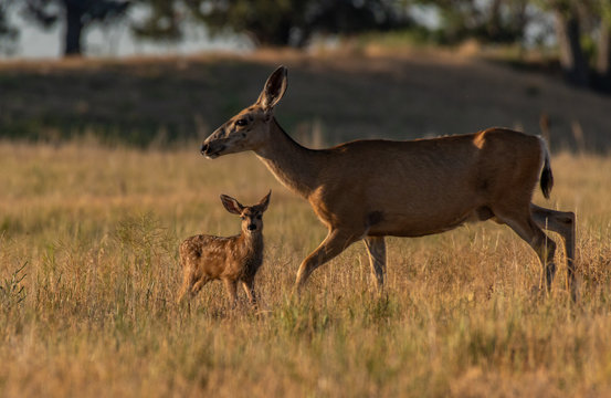 รูปภาพUnguate – เลือกดูภาพถ่ายสต็อก เวกเตอร์ และวิดีโอ133 | Adobe Stock