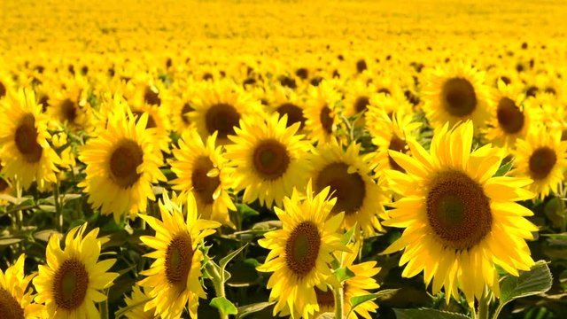 Plantasyon Bilder – Durchsuchen 68 Archivfotos, Vektorgrafiken und ...