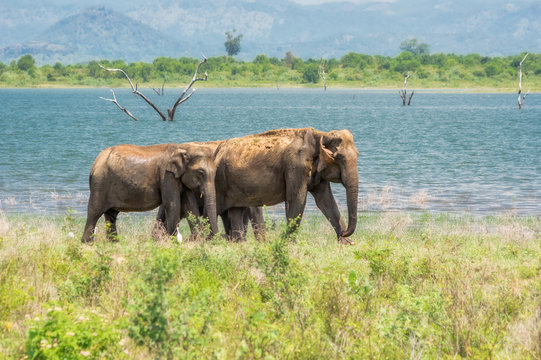 Uda Images – Browse 1,131 Stock Photos, Vectors, and Video | Adobe Stock