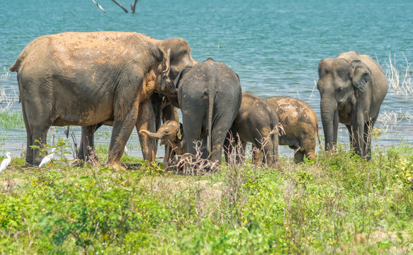 Uda Images – Browse 1,131 Stock Photos, Vectors, and Video | Adobe Stock