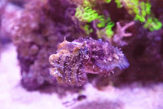 Sepia Bandensis