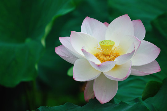 Rumin Gong photos, images, assets | Adobe Stock