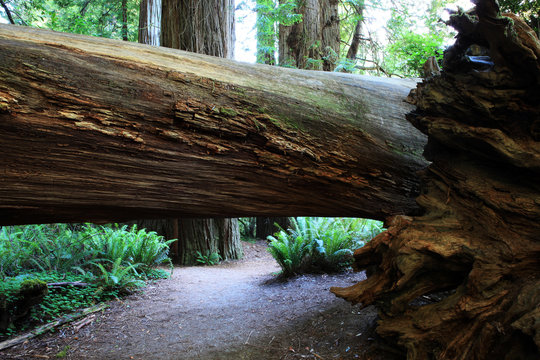 Rumin Gong photos, images, assets | Adobe Stock