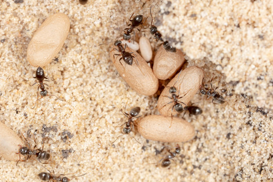 รูปภาพVermin – เลือกดูภาพถ่ายสต็อก เวกเตอร์ และวิดีโอ115,045 | Adobe Stock