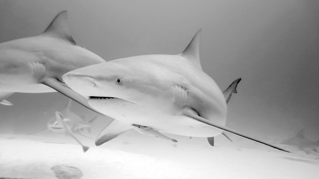 「Tibu」の画像 - 11 件の Stock 写真、ベクターおよびビデオ | Adobe Stock