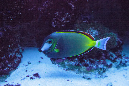 "Powder Brown Tang" Bilder – Durchsuchen 47 Archivfotos, Vektorgrafiken ...