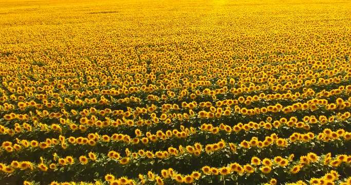 Plantasyon bilder – Bläddra bland 68 stockfoton, vektorer och videor ...